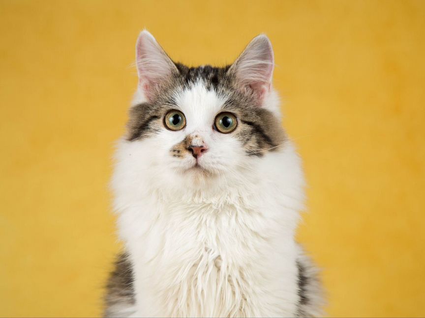 Ласкучий котеночек
