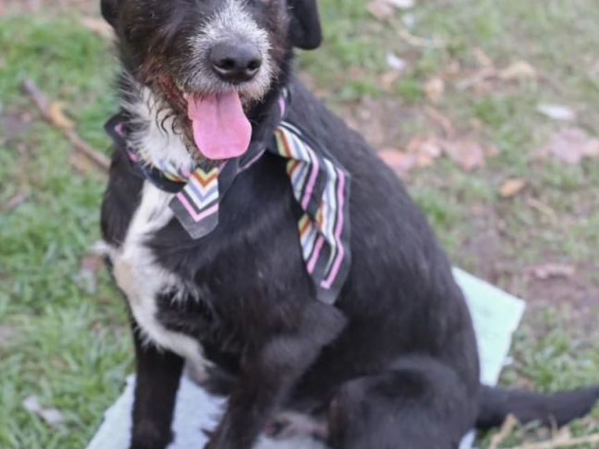 Мальчик 1, 5 года метис Ризеншнауцера охранник