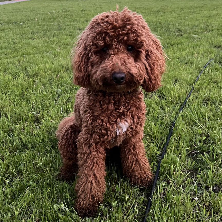 Пудель, вязка