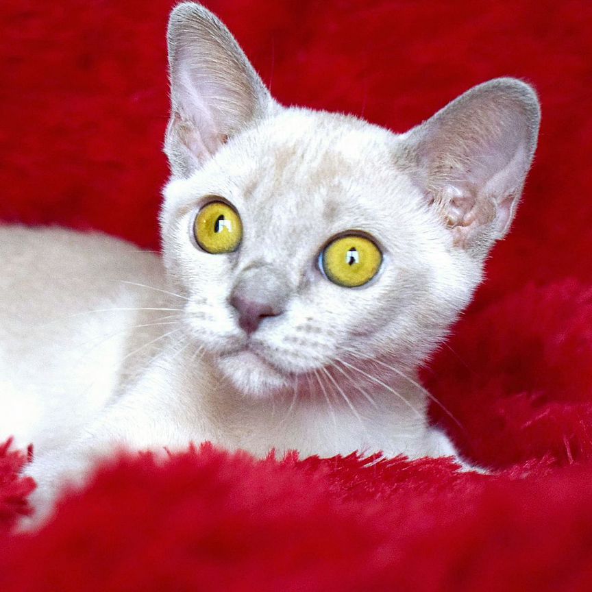Бурманские котята