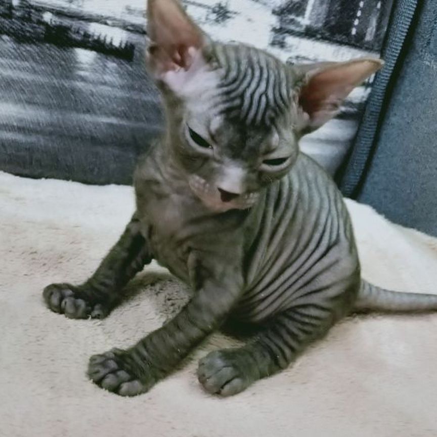 Донской сфинкс котёнок