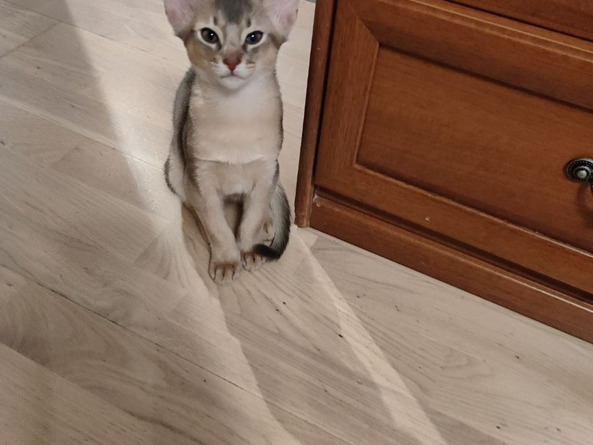 Абиссинский котенок с документами