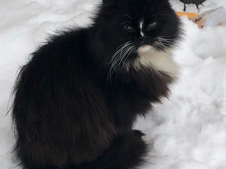 Котики в добрые ручки