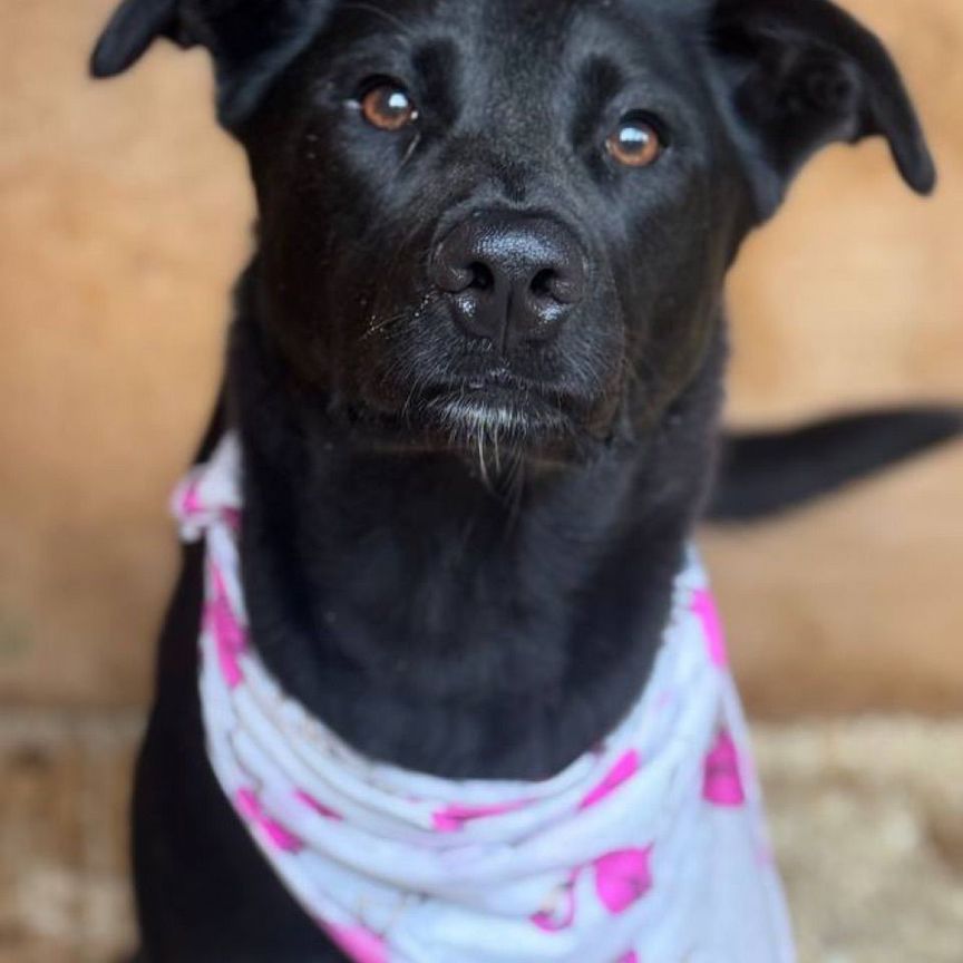 Взрослая собака в добрые руки