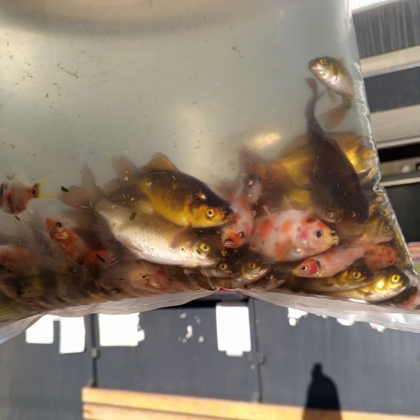 Золотые рыбки