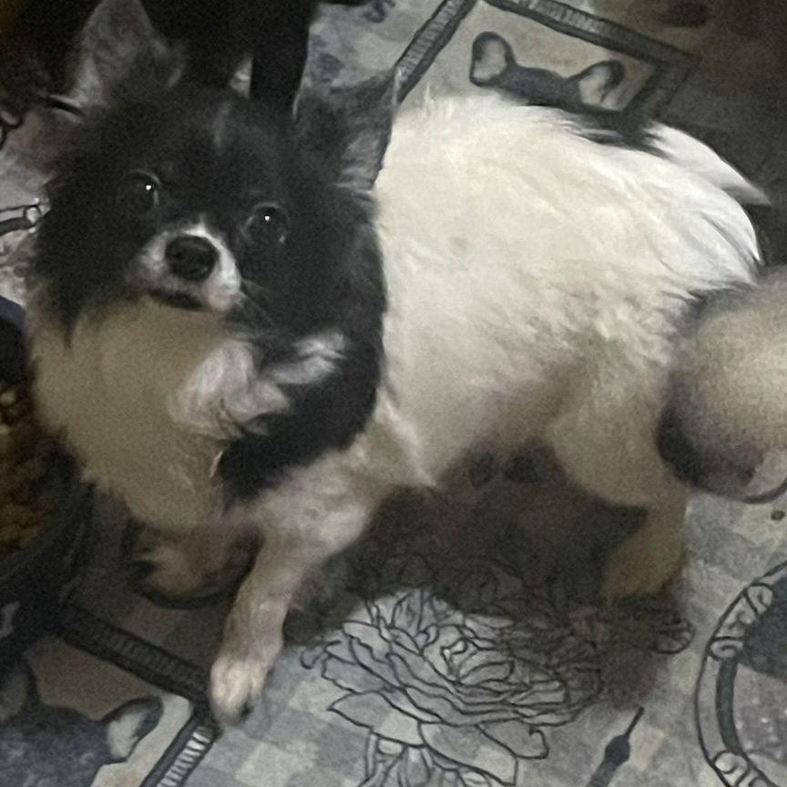 Чихуахуа, взрослая собака