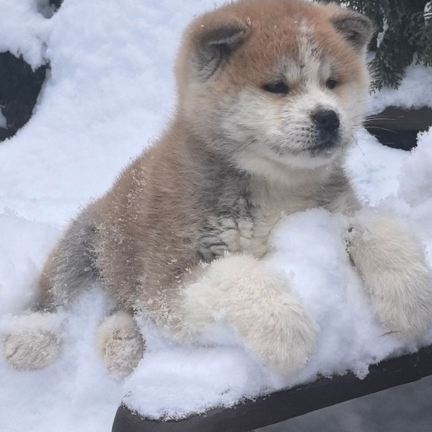 Акита-ину, щенок