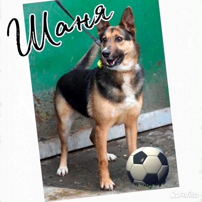 Шаня очень грустит что ее не забирают домой