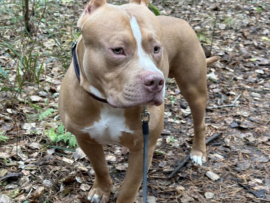 Американский булли вязка classic