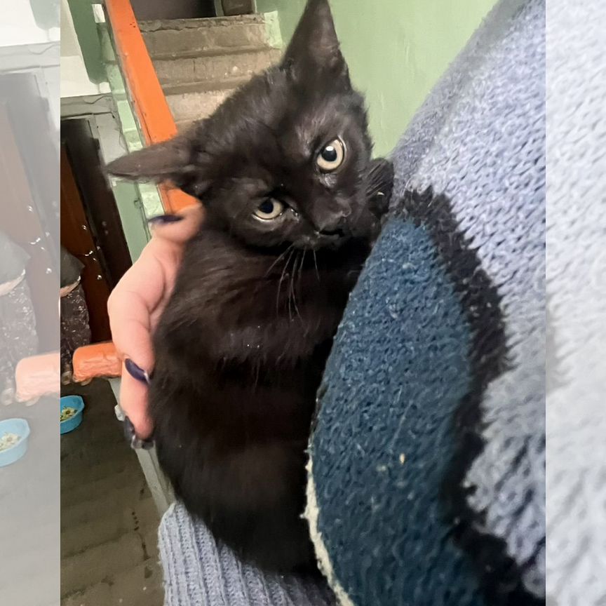 Котёнок в добрые руки