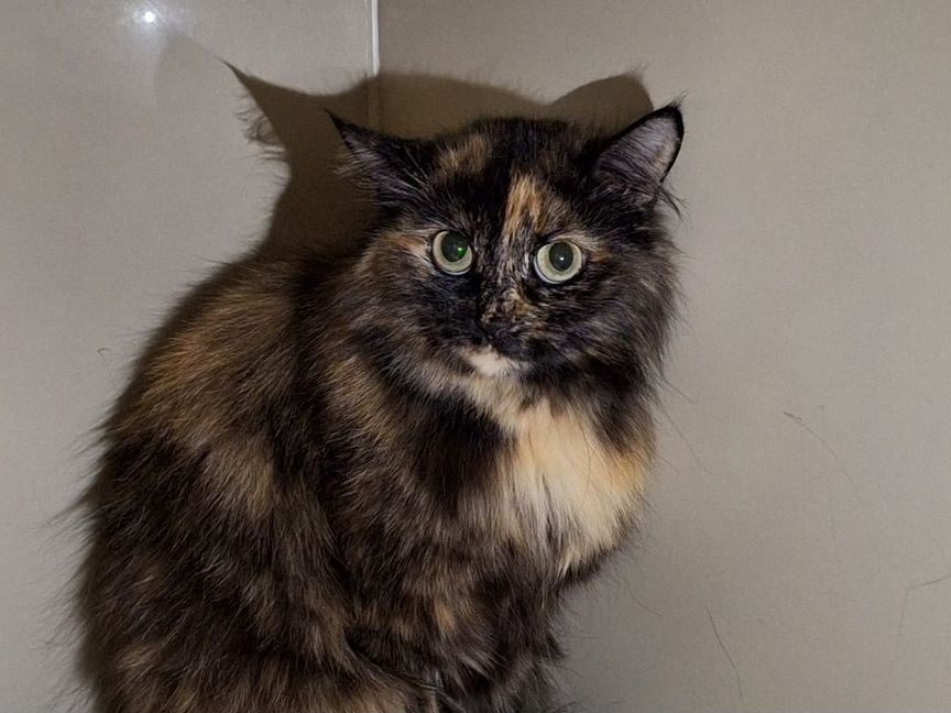 Шикарная кошечка Арти в дар