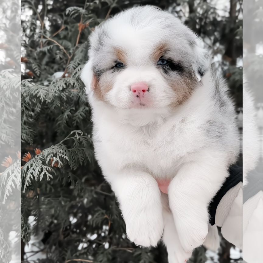 Австралийская овчарка, щенок