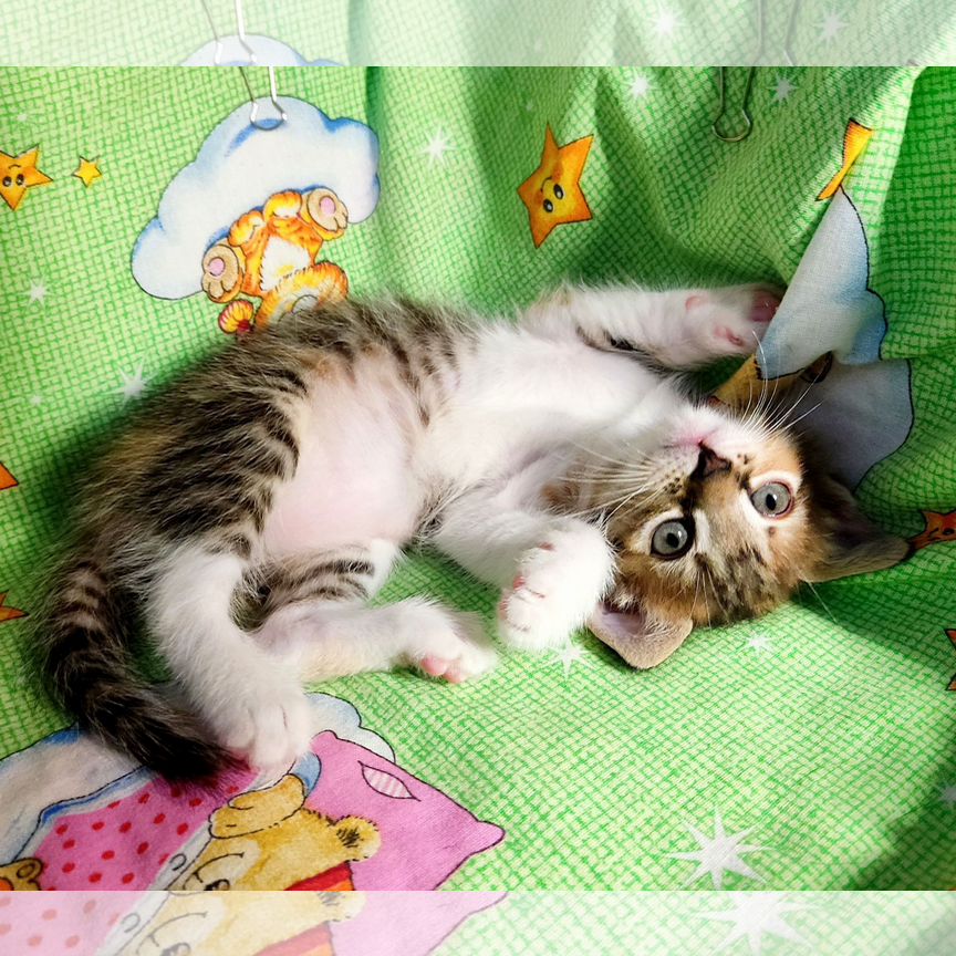 Котёнок девочка 2 мес