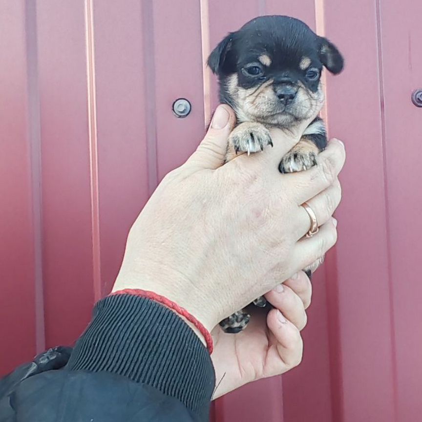 Продаются щенки Чихуахуа