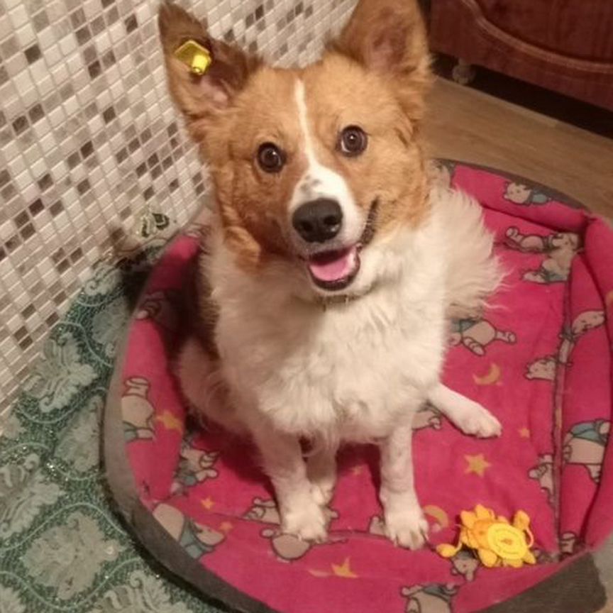 Глаша дружелюбная собака