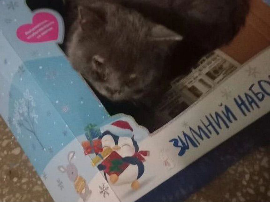 Брошенный кот