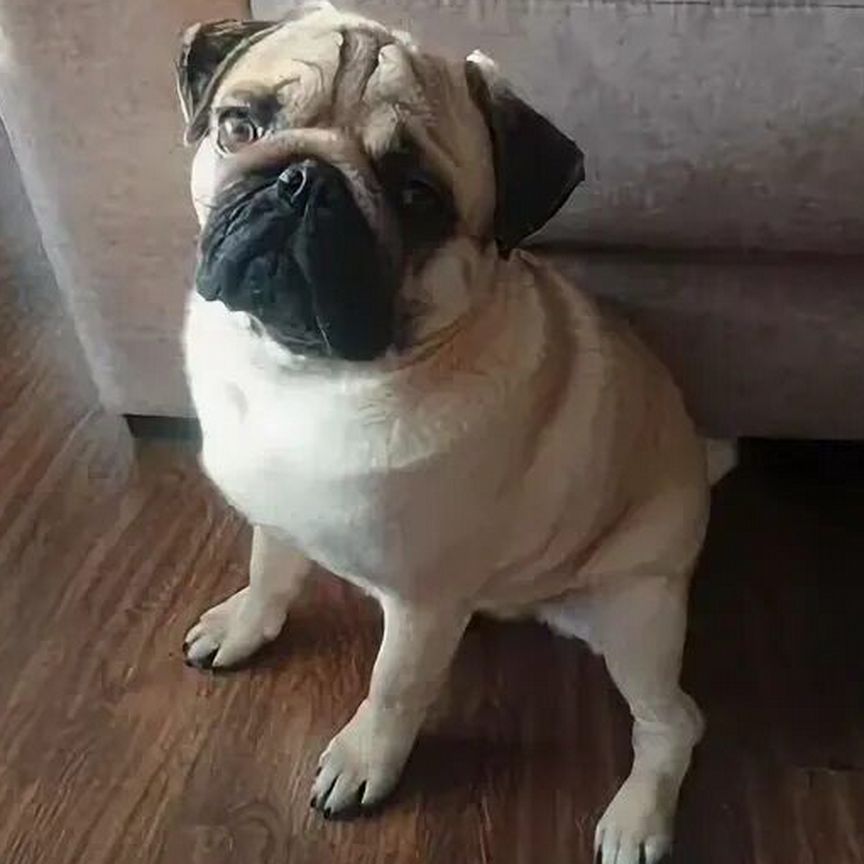 Мопс, взрослый пёс