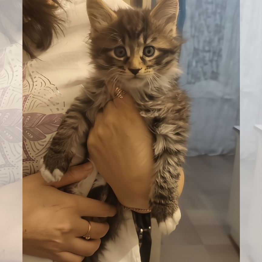Мейн-кун котёнок