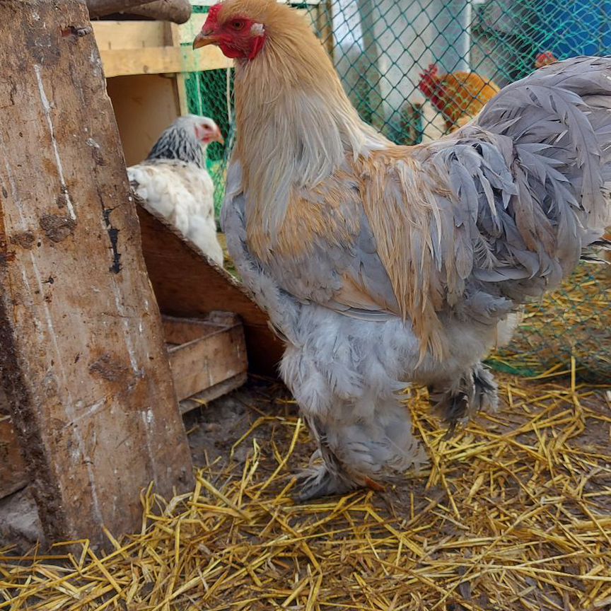 Петух брама Изабелла и брама колумбийская