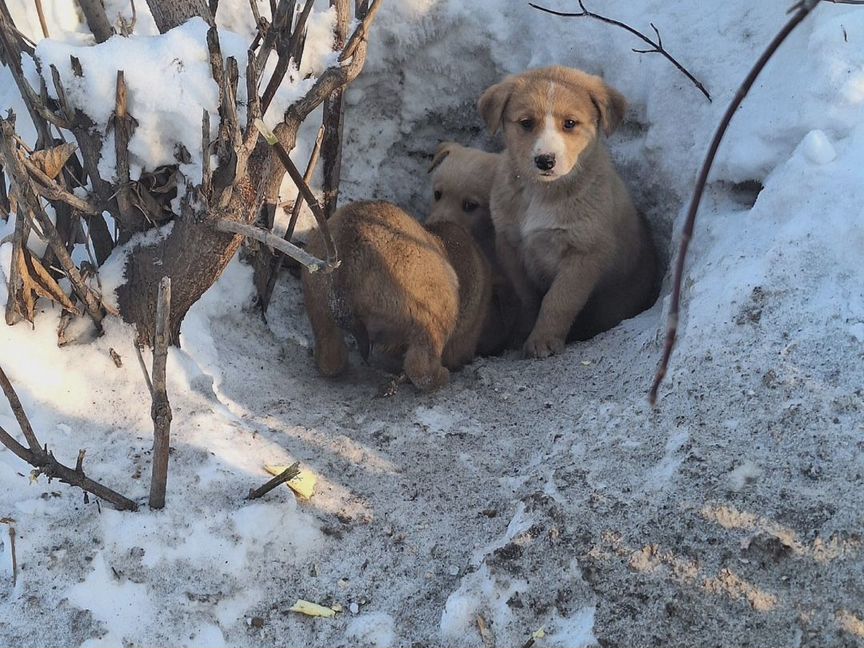 Щенки нуждаются в заботливых и любящих хозяевах