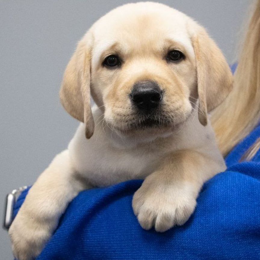 Лабрадор-ретривер, щенок