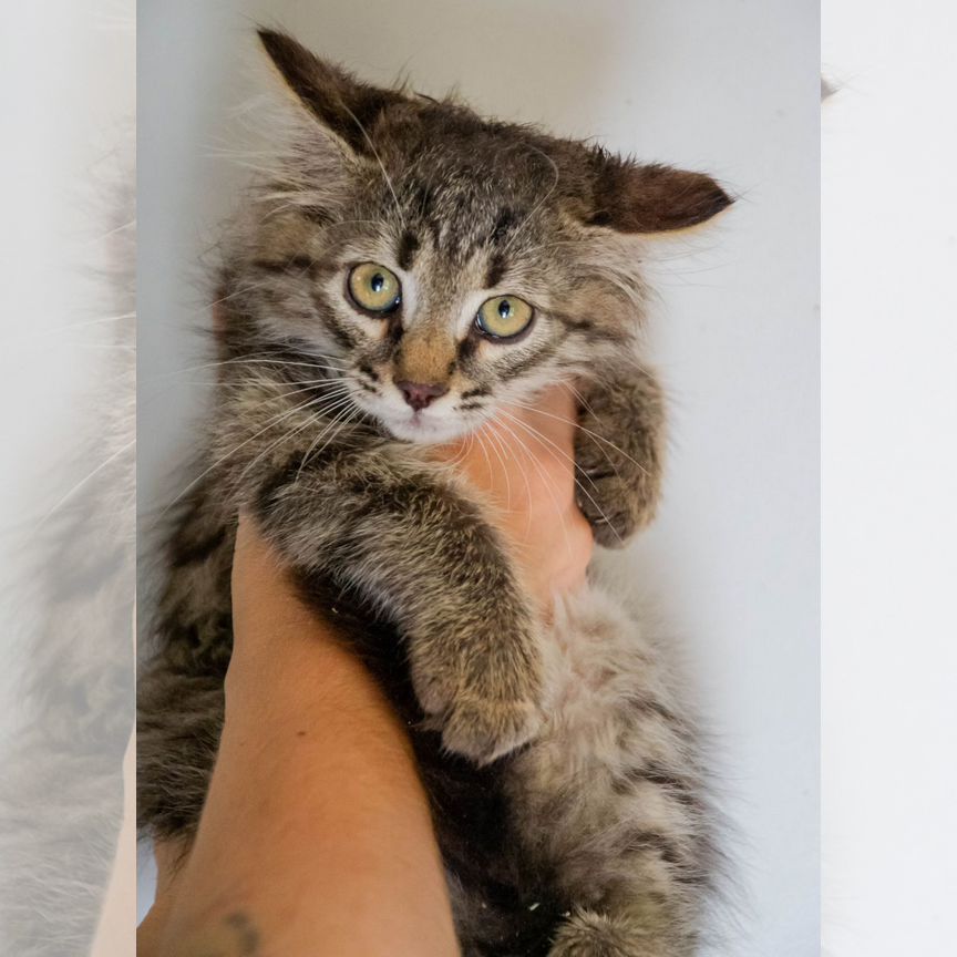 Котенок мальчик бесплатно