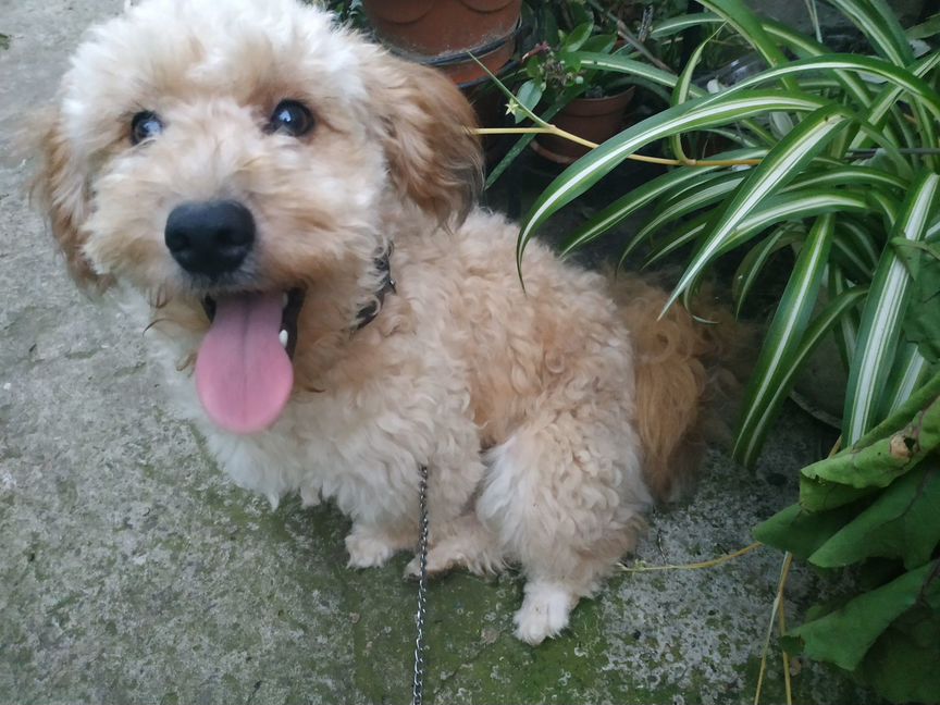 Дизайнерская порода Пуджесси, компаньоны