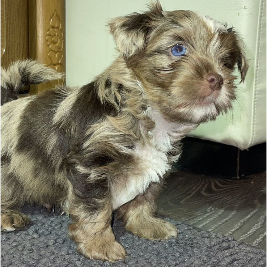 Йоркширский терьер, щенок