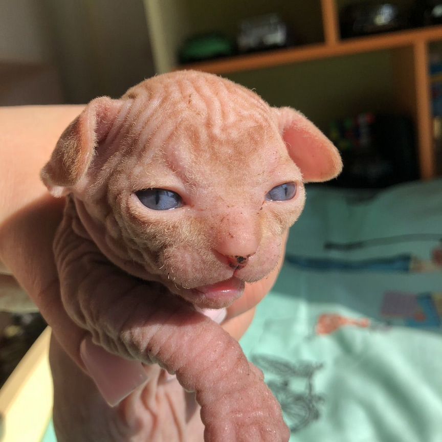 Котик