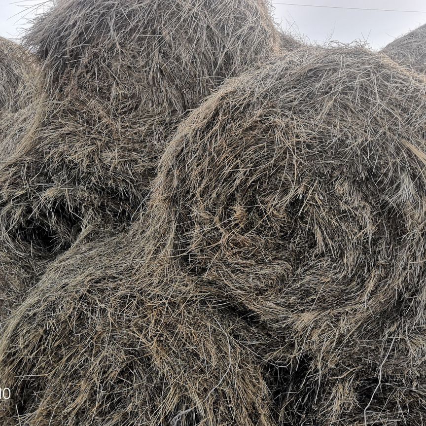 Продам сено в рулонах