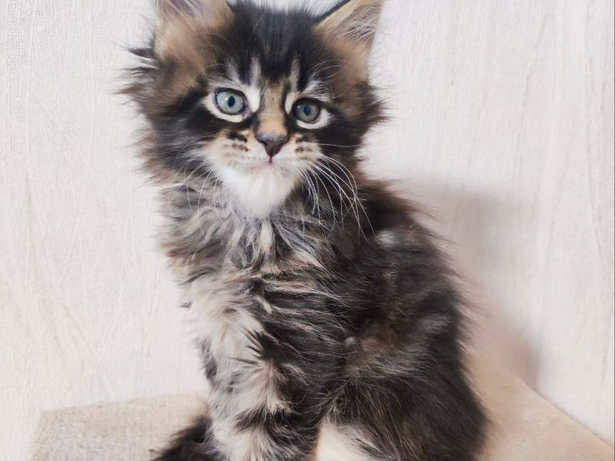 Котенок мейн-кун