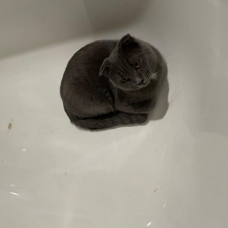 Котята в добрые ручки