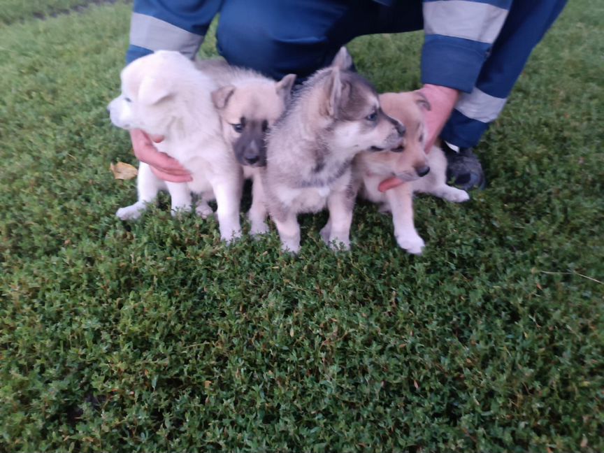 Щенки западно сибирской лайки