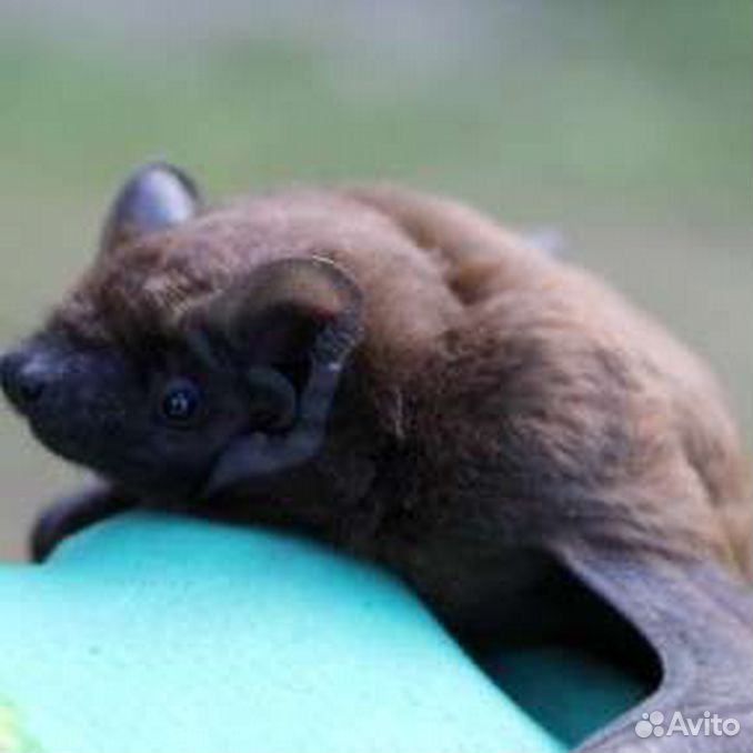 Летучая мышь