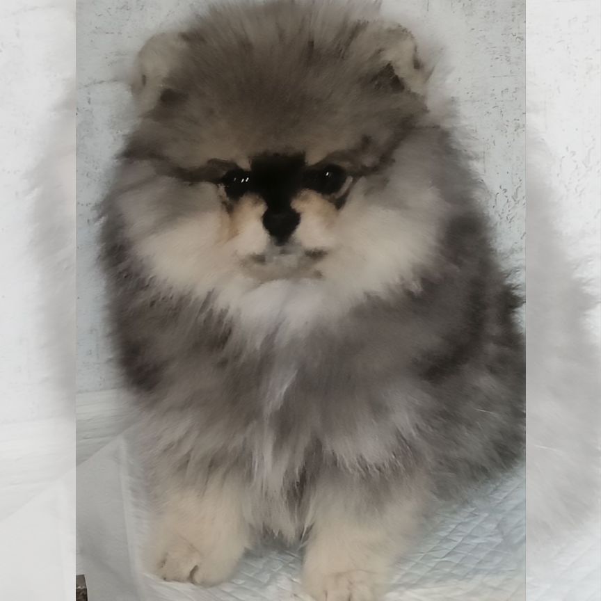 Померанский шпиц, щенок