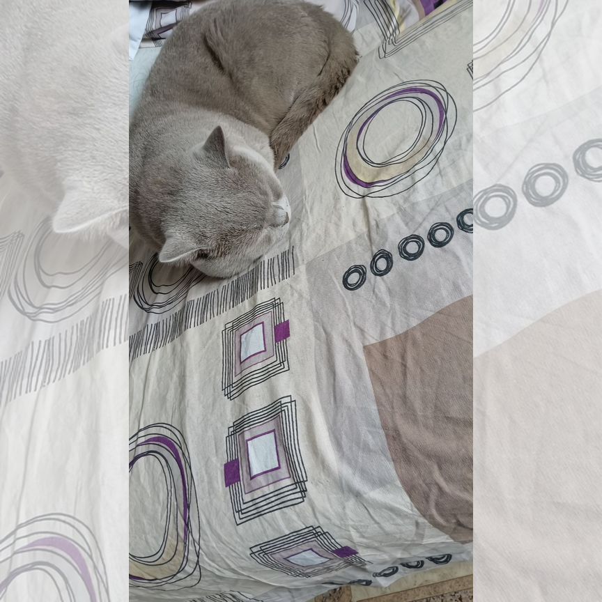 Британский кот вязка 5 лет бесплатно