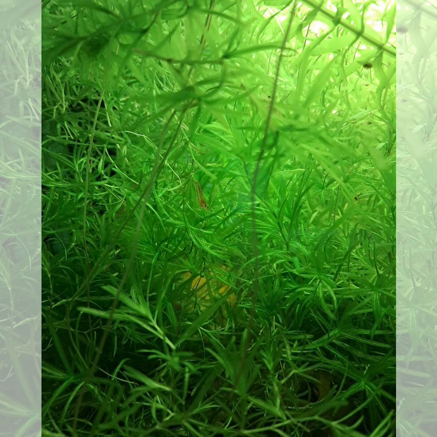 Аквариумное растение наяс