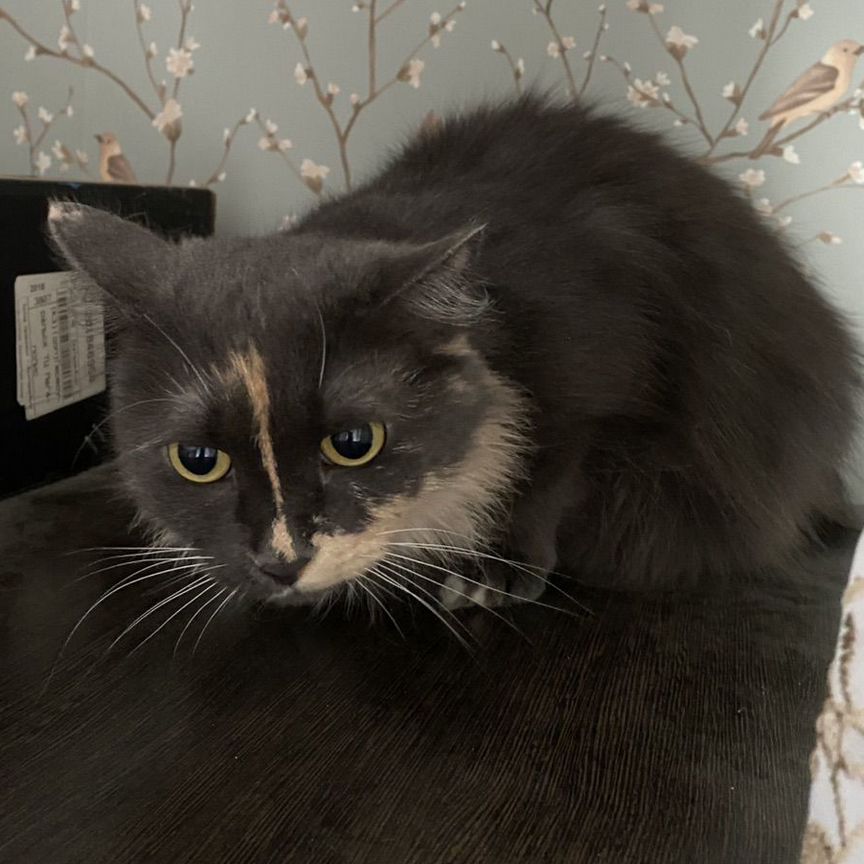 Взрослая кошка в добрые руки