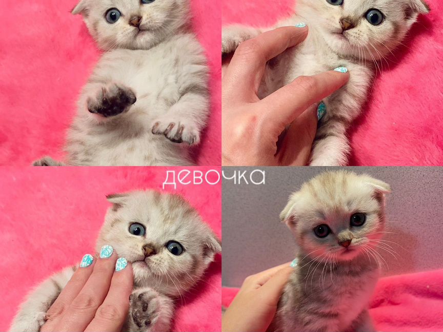 Шотландские котята