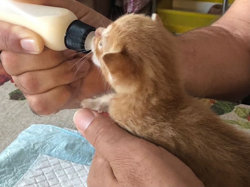 Три милых котенка