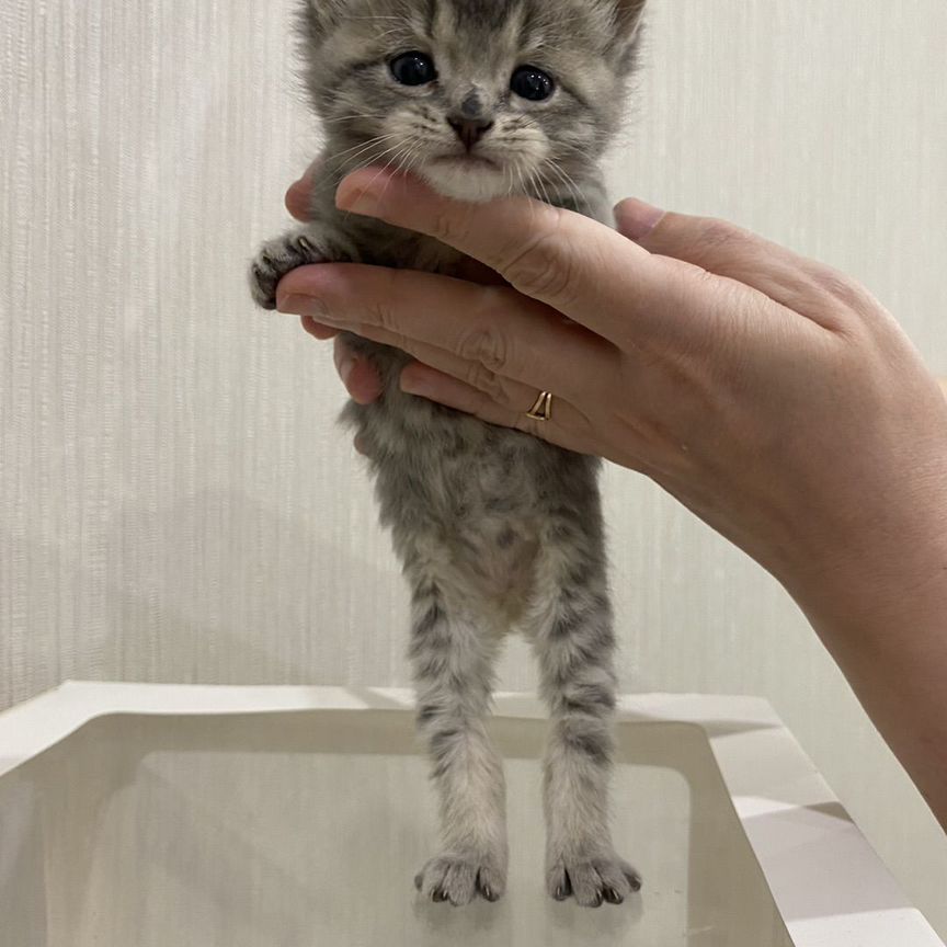 Милейший Котенок