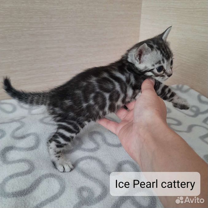 Шикарные котята серебро