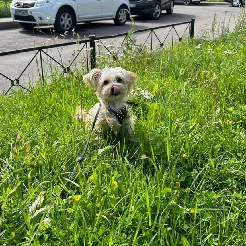 Собаки бесплатно в добрые руки