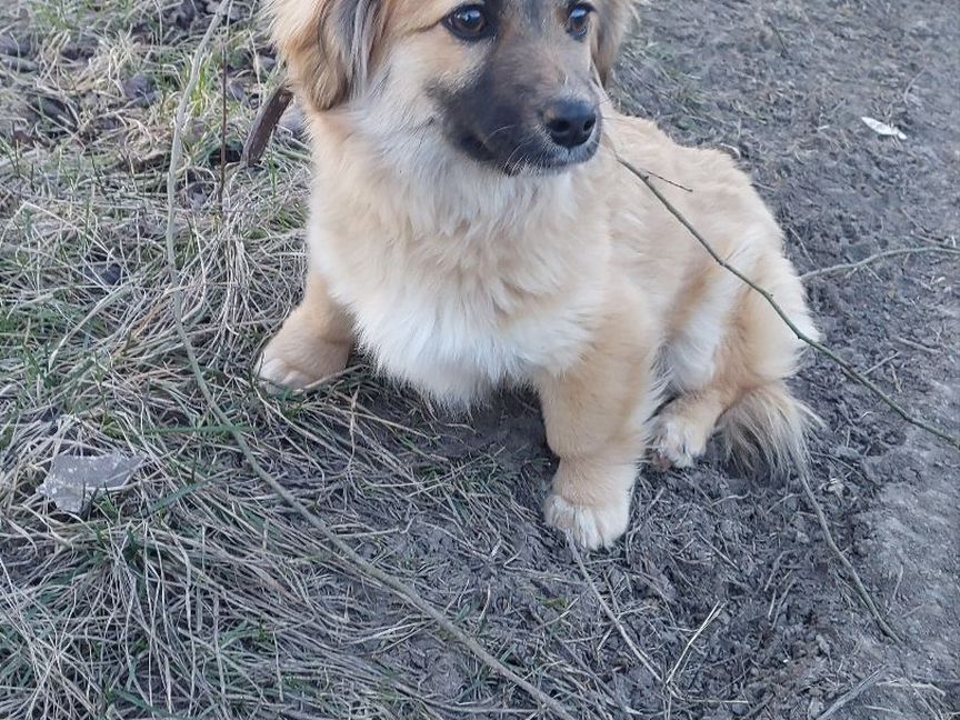 Айка ищет мамапап