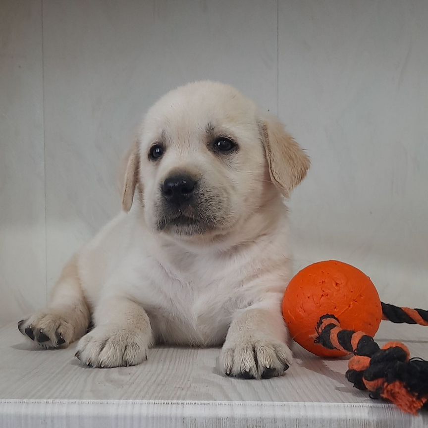 Щенки лабрадора с документами РКФ Бронь