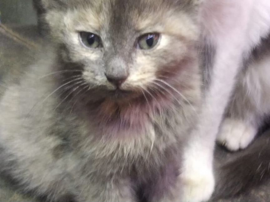 Котята нуждаются в доме
