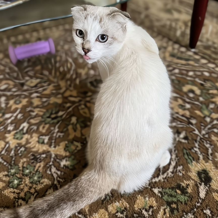 Шотландский вислоухий короткошёрстный котёнок