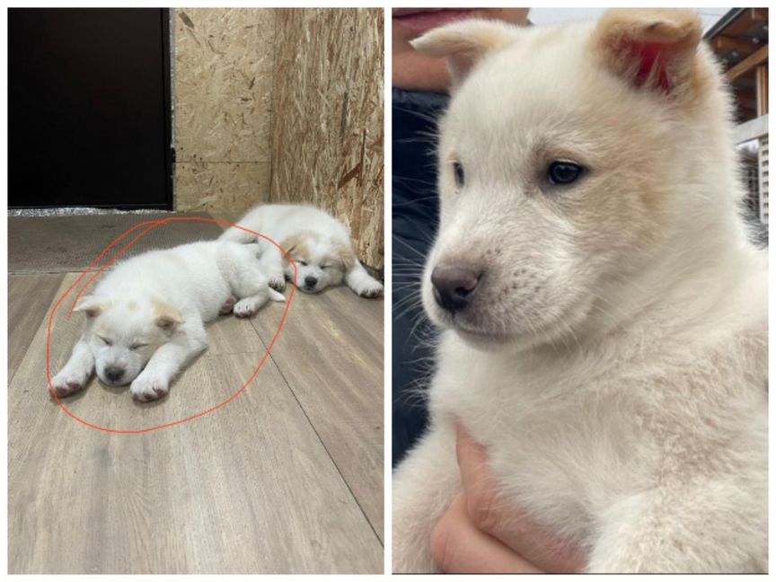 Сибирский самоед