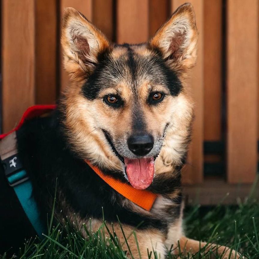 Взрослая собака в добрые руки