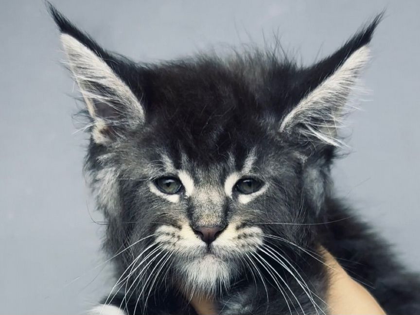 Мейн кун мальчик в голубом окрасе